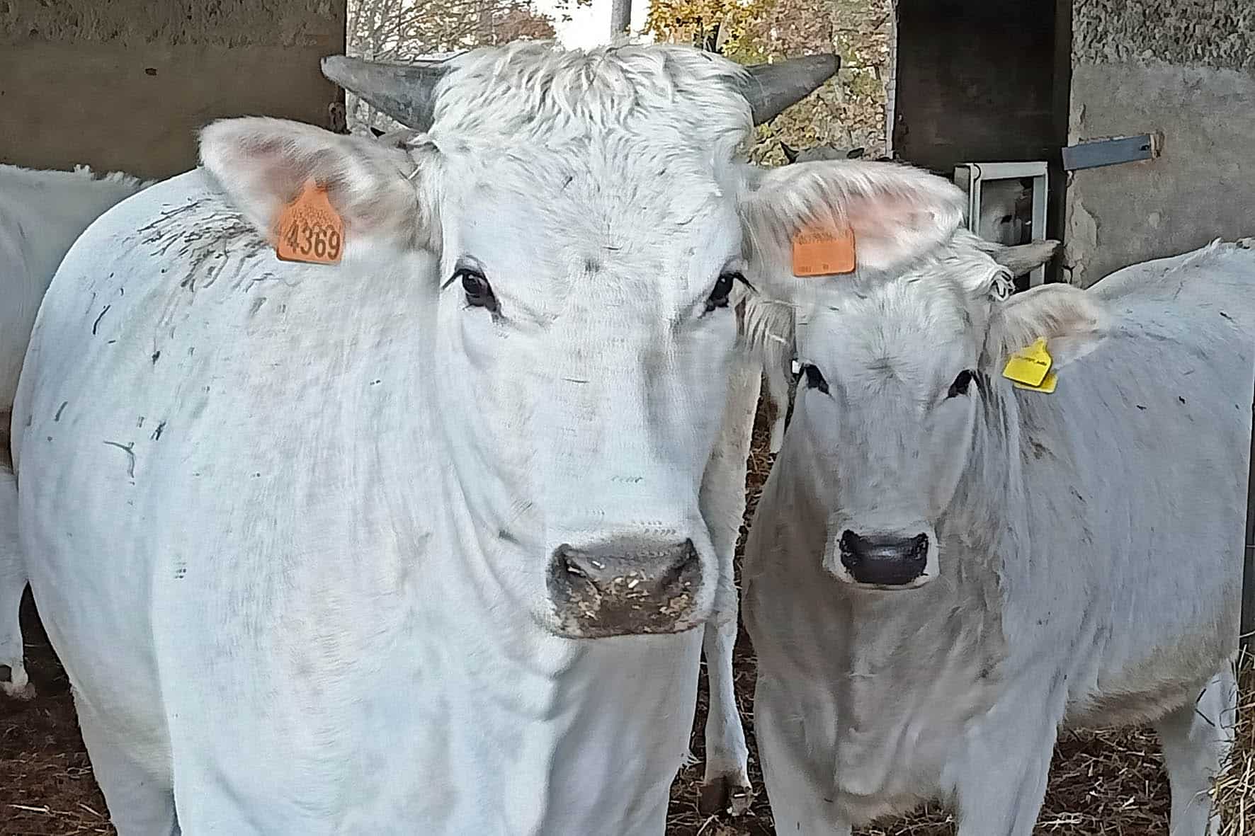 Carne, Coldiretti Toscana: un progetto per valorizzare le carni ...