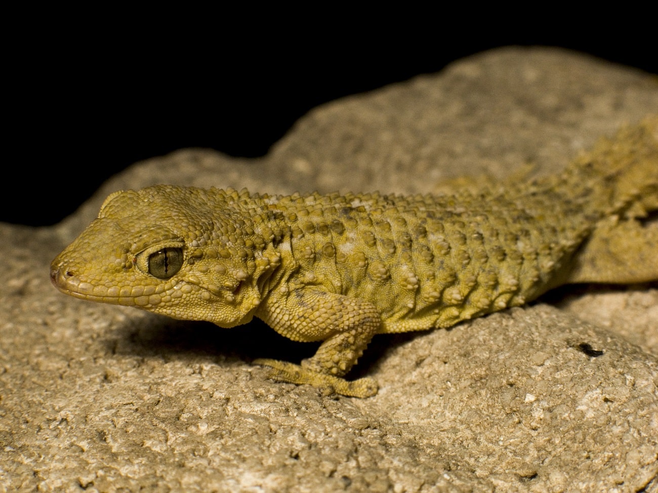 Pisa, visita naturalistica in quota sulle Mura alla ricerca di tracce ...