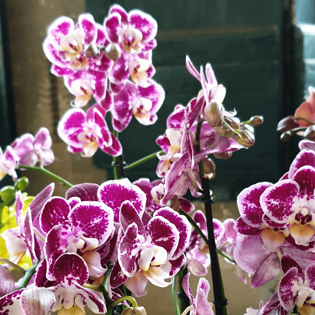 Firenze Flower Show torna al Giardino Corsini il 12 e 13 ottobre ...