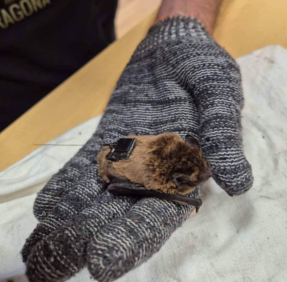 Pistoia, dall'Oasi Dynamo prende il volo Ugo il primo pipistrello ...